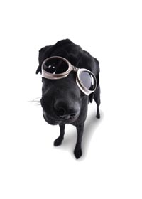 Shore dog doggles cool dog goggles or sunglasses